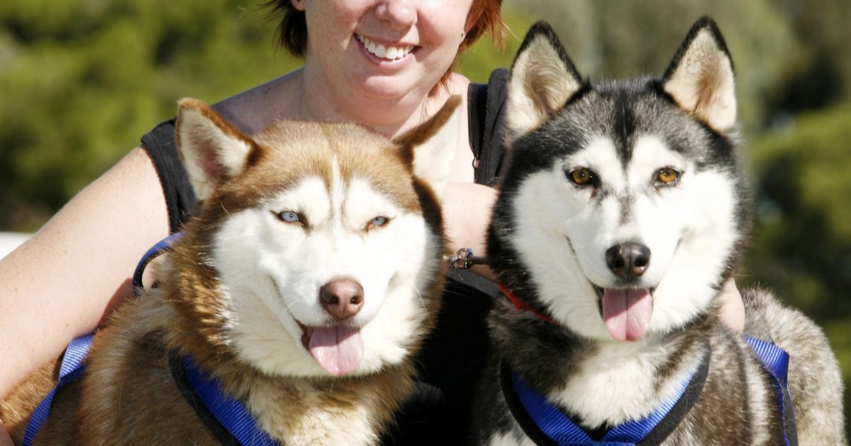 Dog FAQ • City of Salisbury