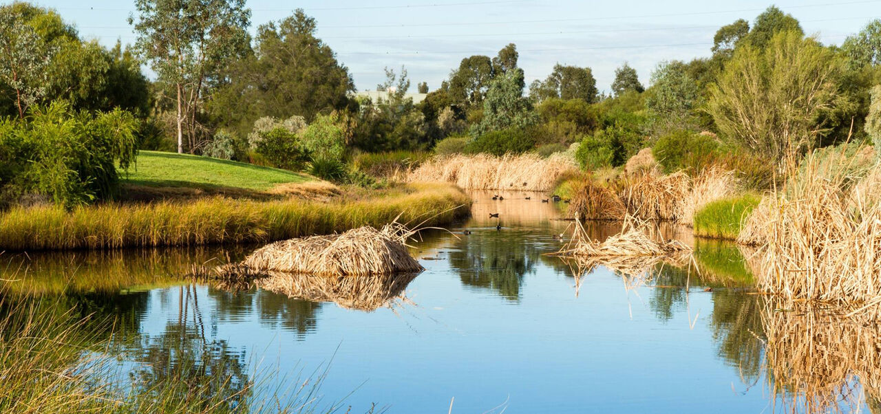 Pledger Wetlands gets greener • Discover Salisbury