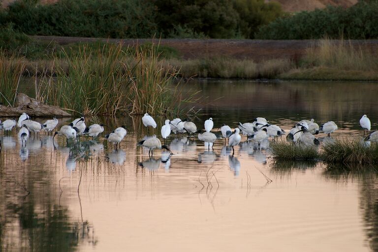 Wetlands and Water • City of Salisbury